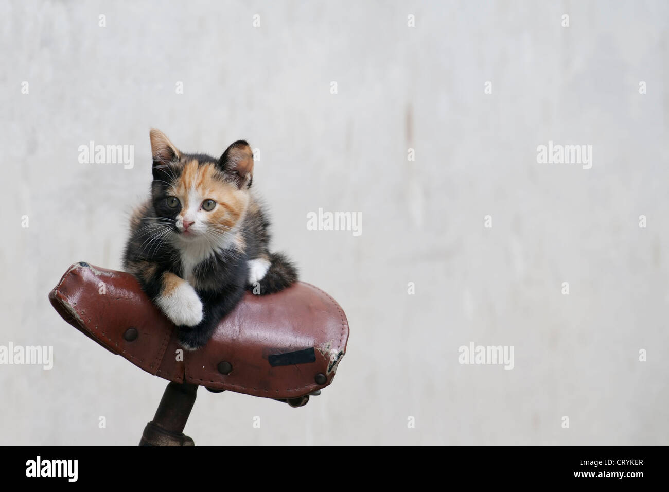 kitten having rest on a bicycle seat Stock Photo - Alamy