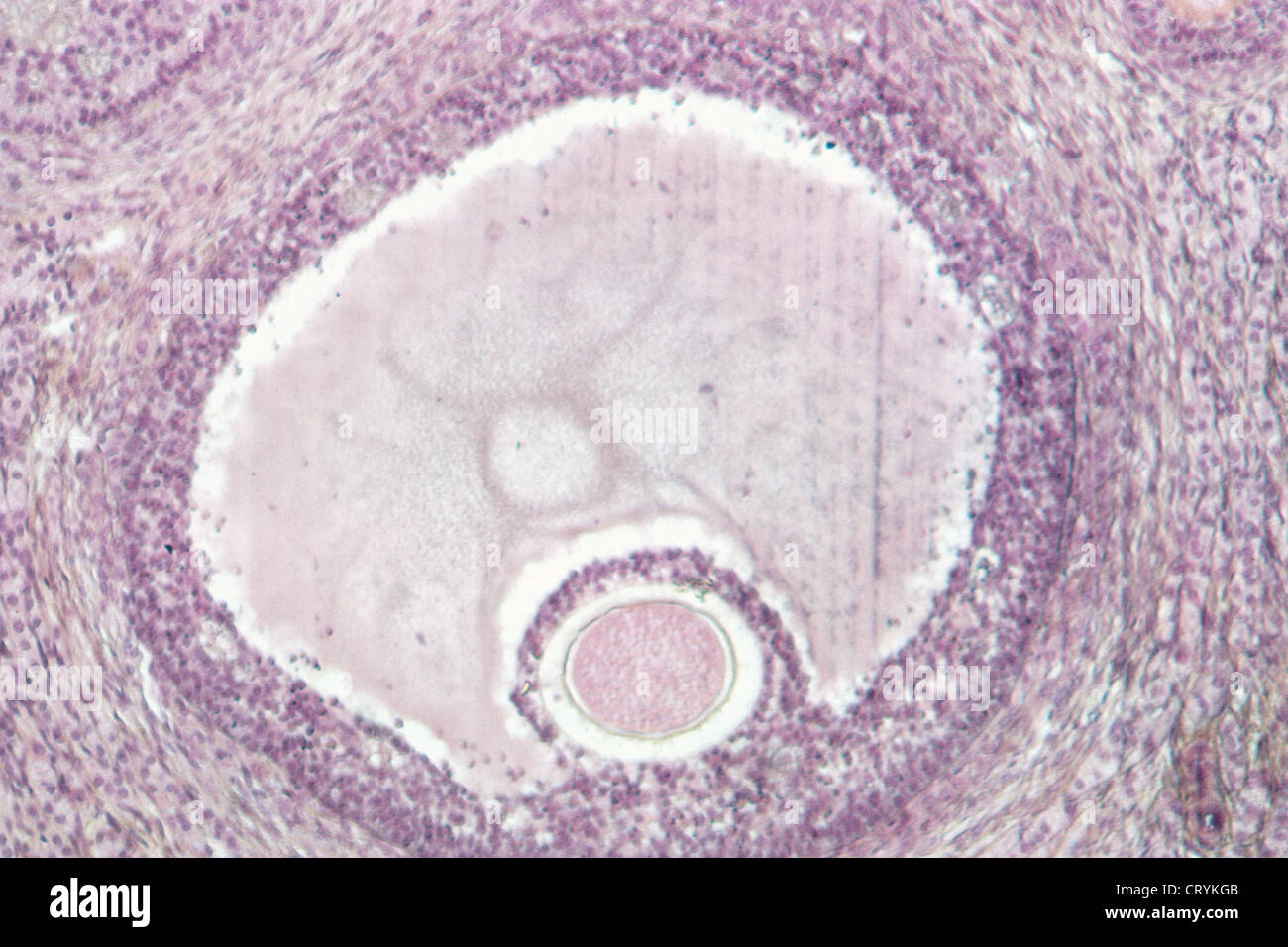 Ovary Slide Labeled Ovum