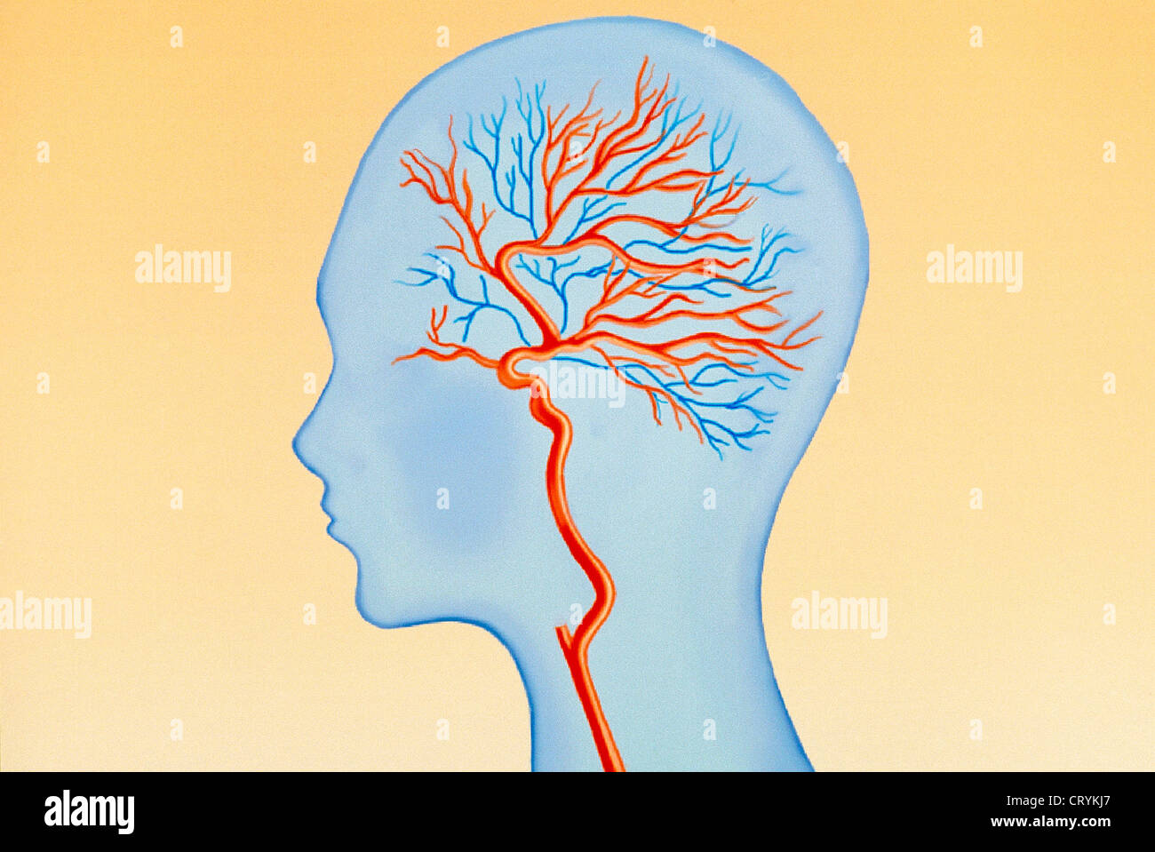 Brain Circulation Anatomy