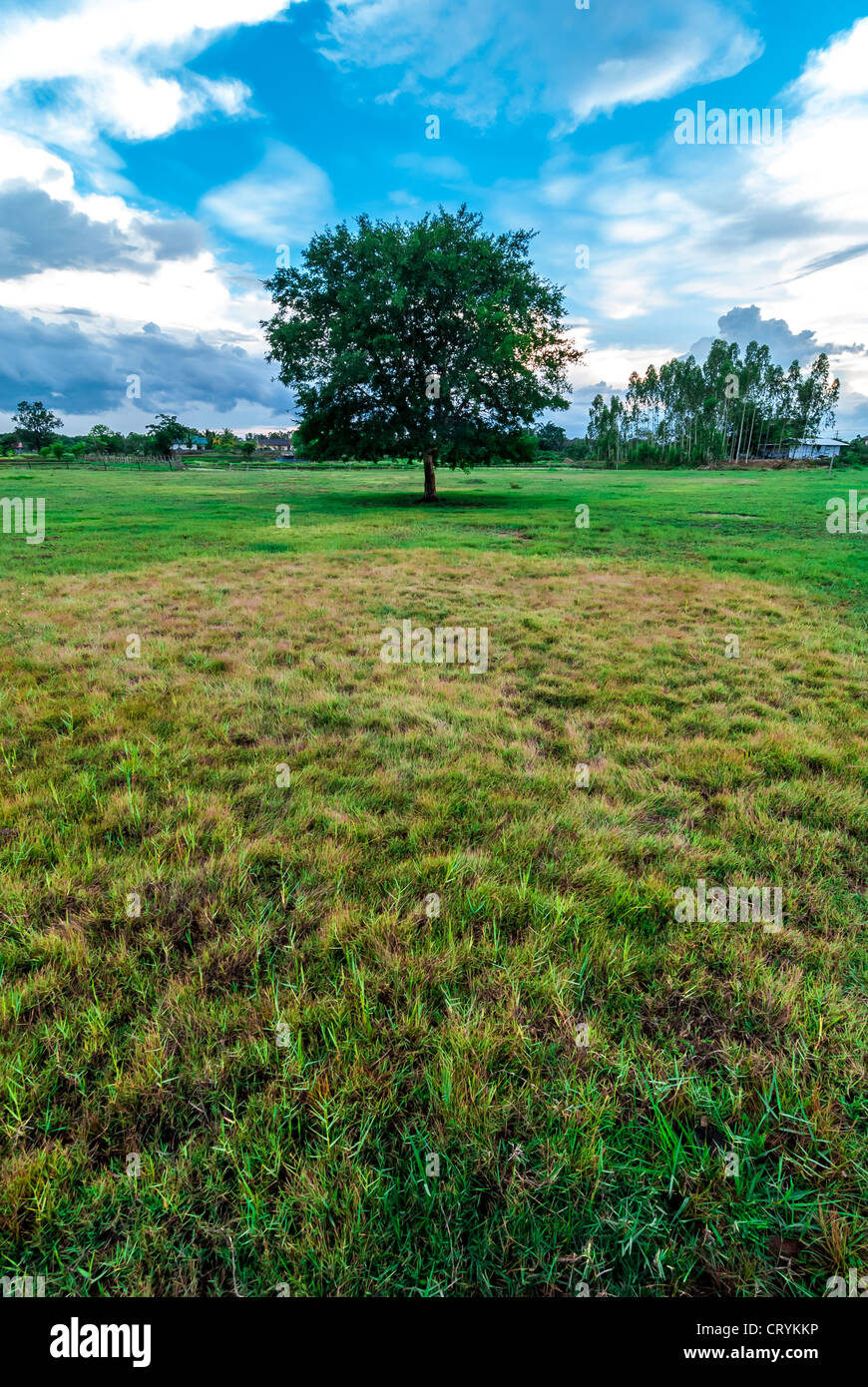 Trees and grass in the countryside. A beautiful environment Stock Photo ...
