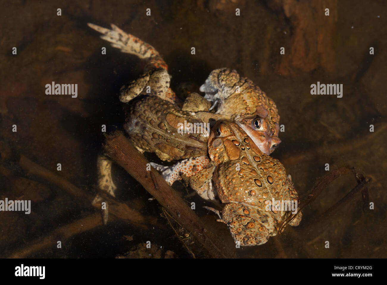 American toad , Bufo americanus , New York , toad ball, males ...