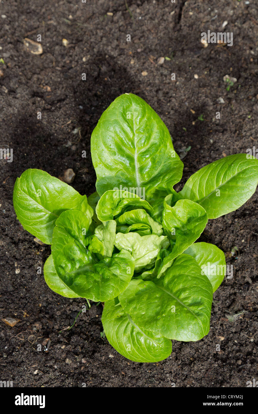 A Little Gem lettuce Stock Photo - Alamy