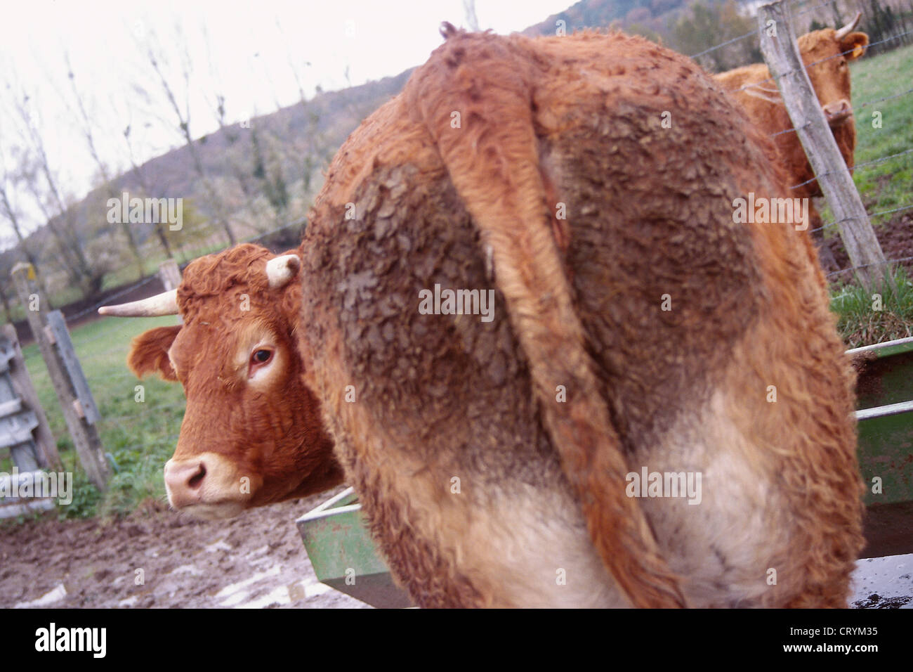 Cows rump hi-res stock photography and images - Alamy