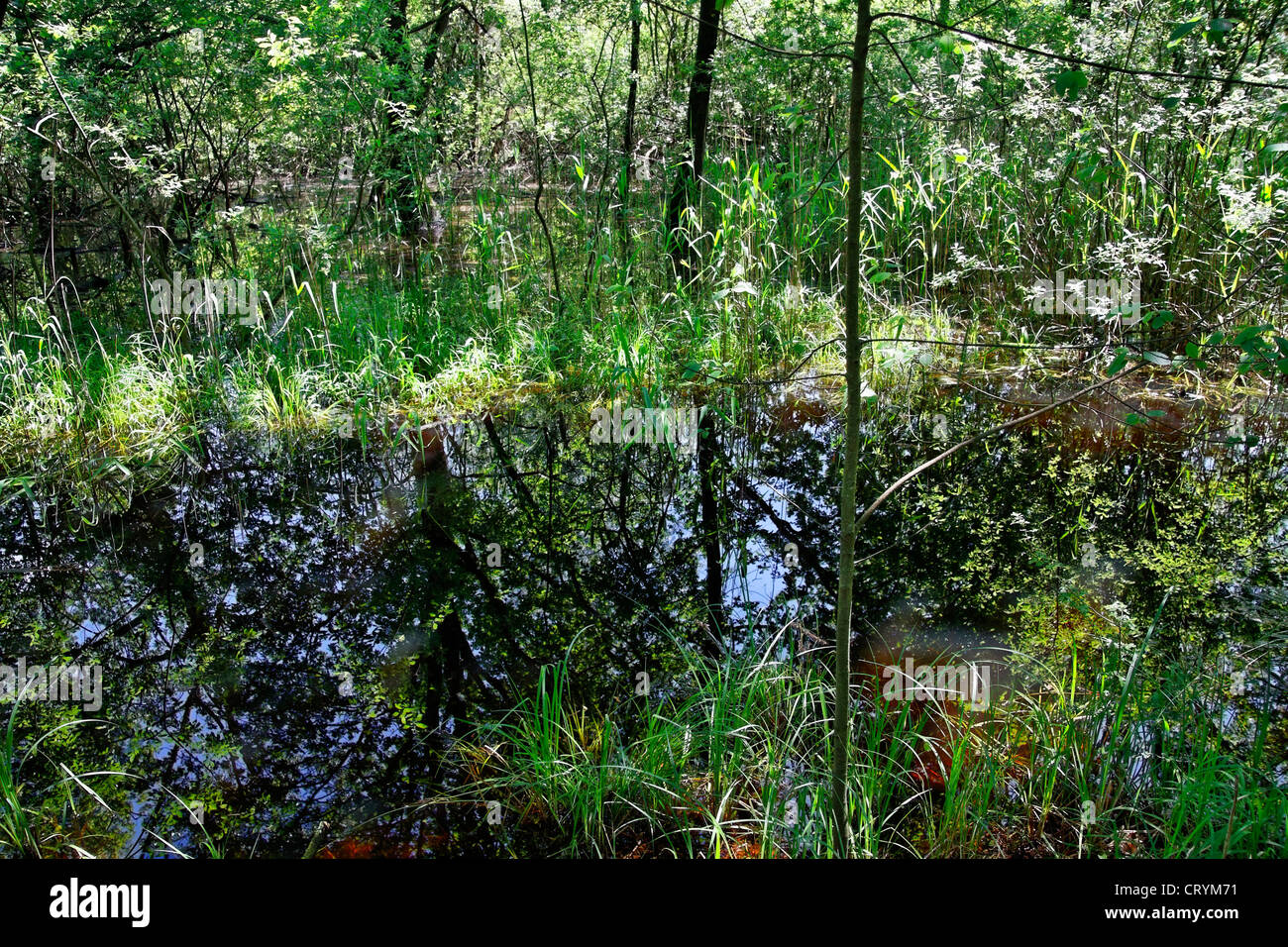 natural reserve area of magadino ponds on magadino plain - canton of ...