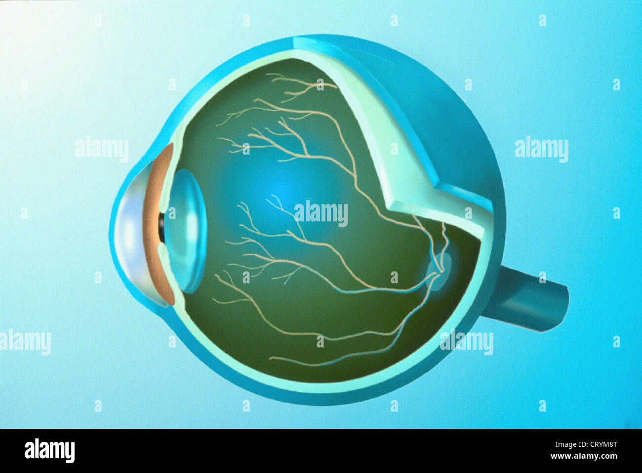 Eye drawing medical hi-res stock photography and images - Alamy