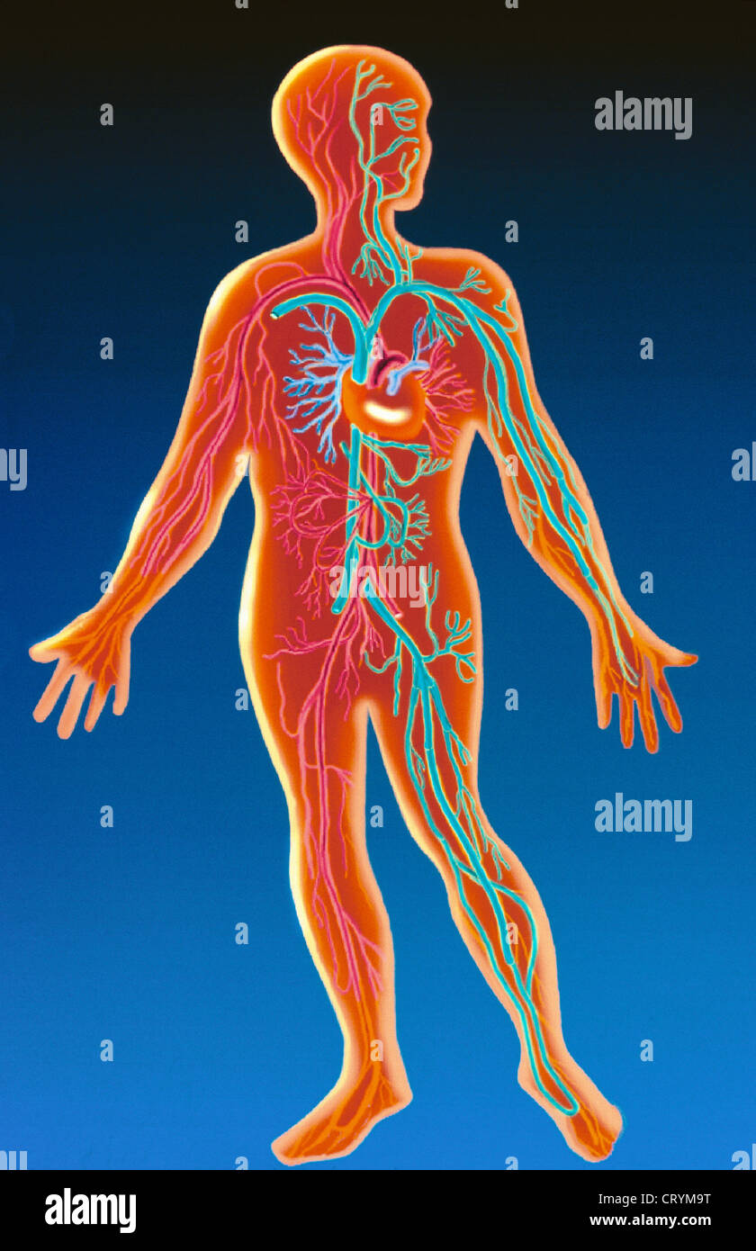 Systemic Circulation High Resolution Stock Photography and Images - Alamy