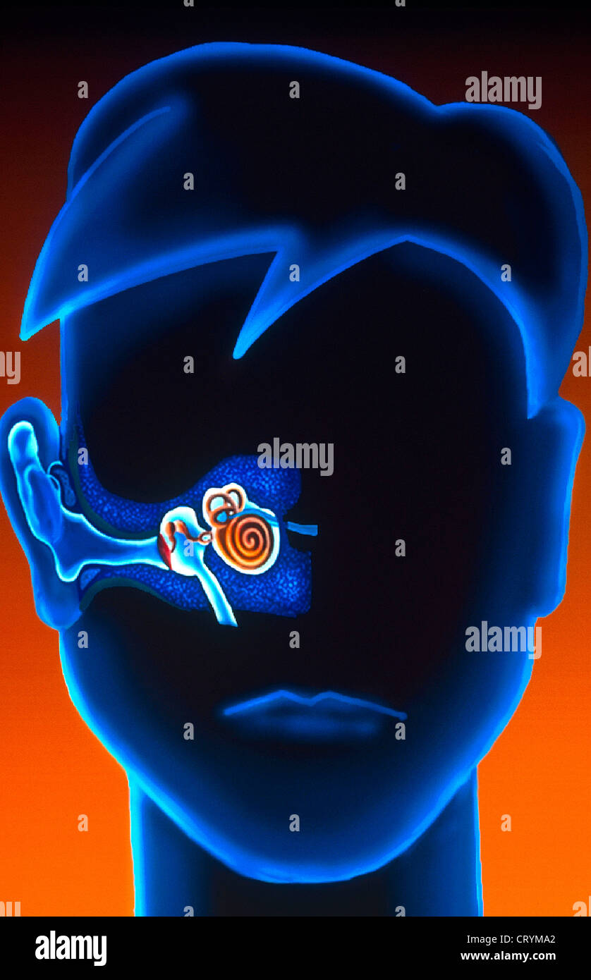 Normal ear drum hi-res stock photography and images - Alamy