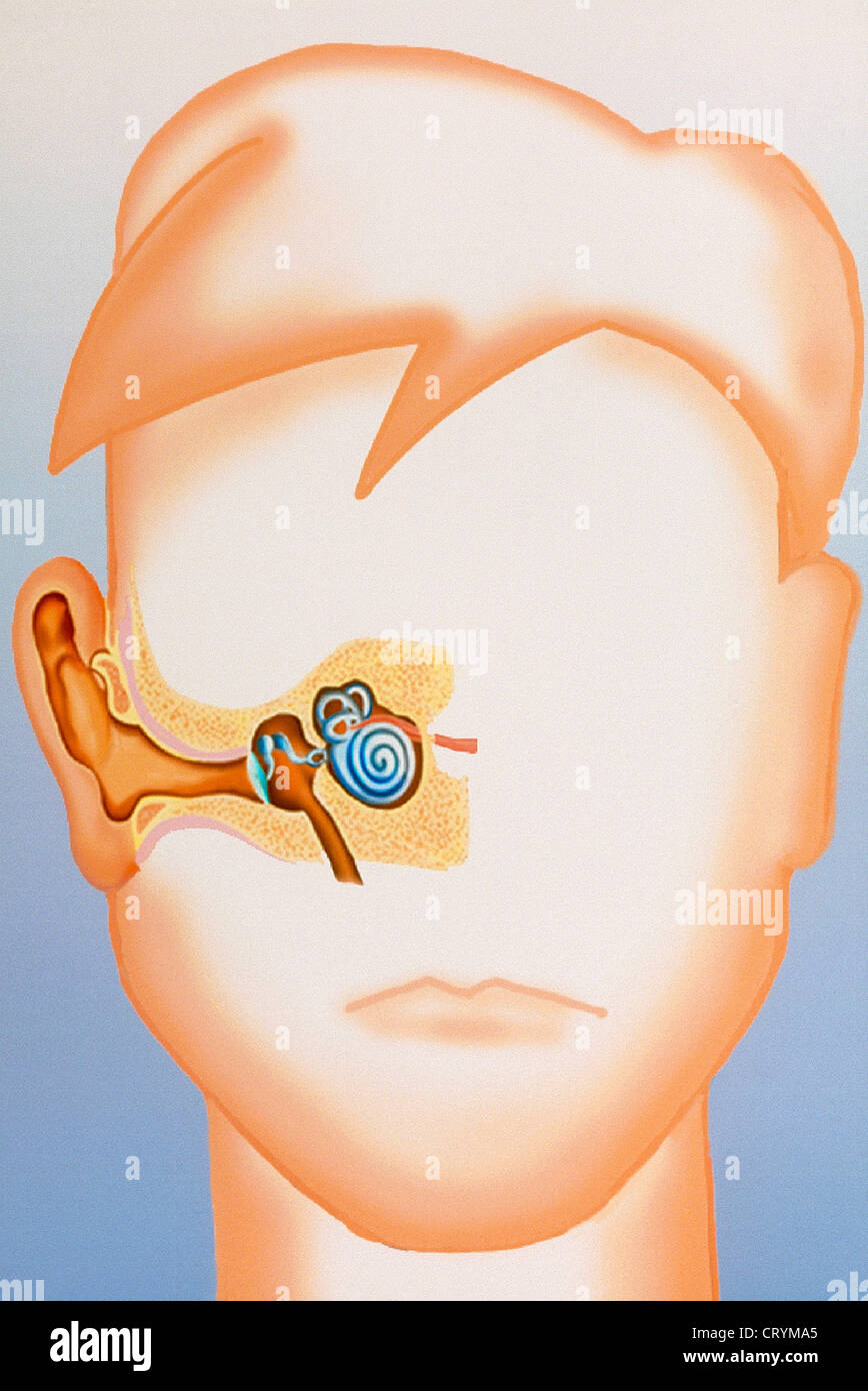 Normal ear drum hi-res stock photography and images - Alamy