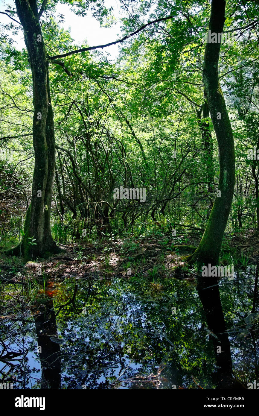 natural reserve area of magadino ponds on magadino plain - canton of ...