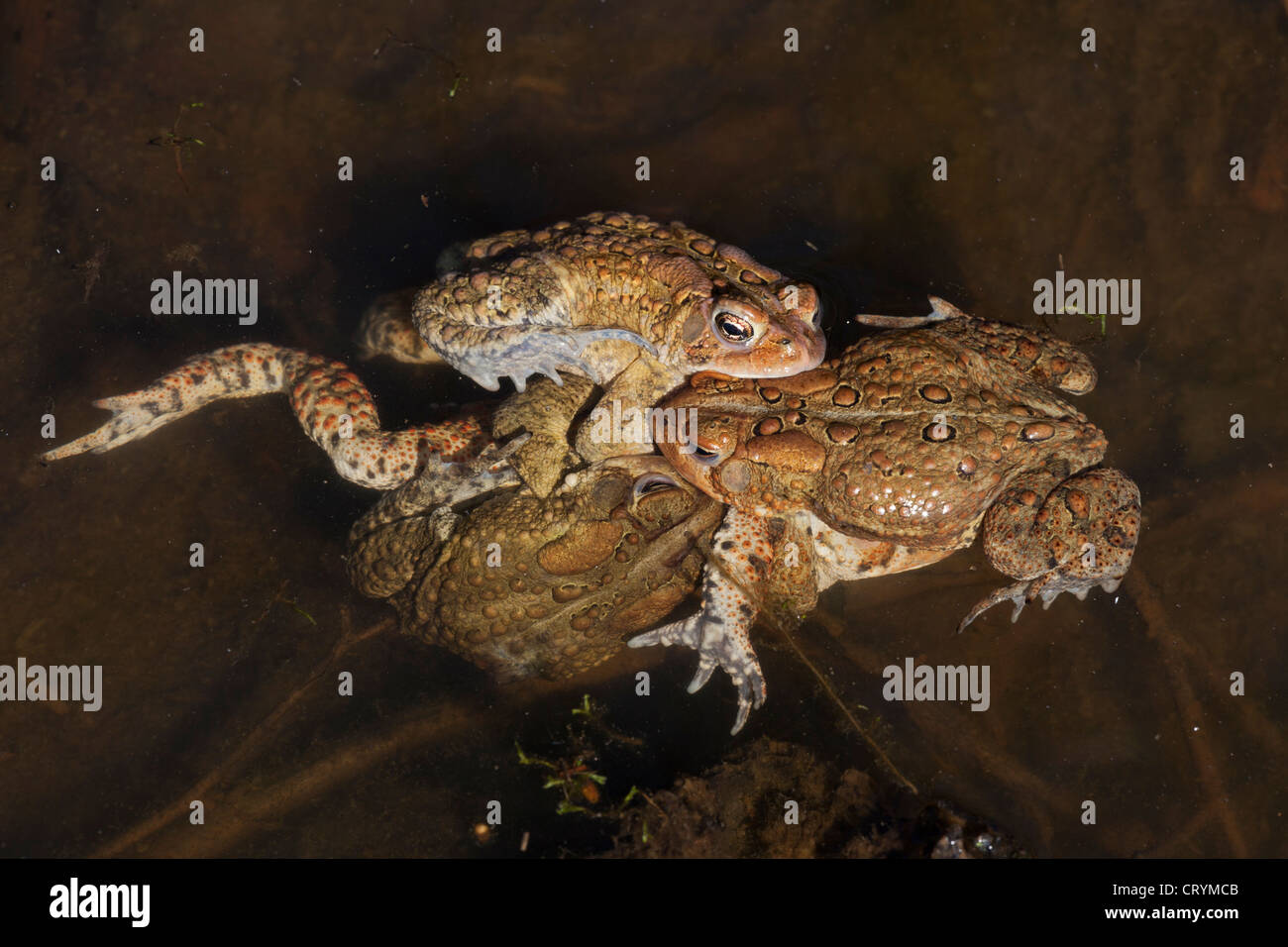 American toad , Bufo americanus , New York , toad ball, males ...
