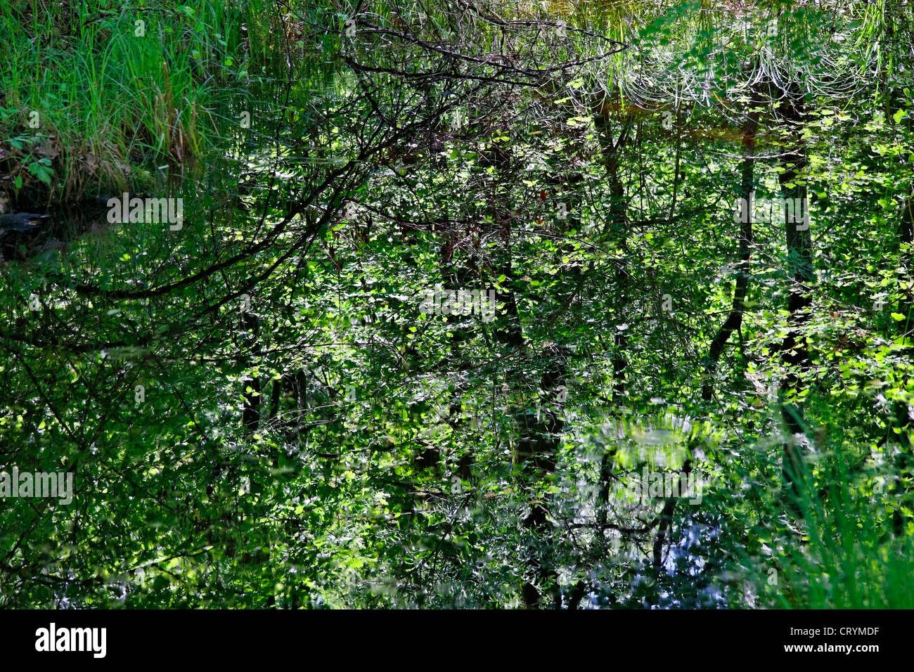 natural reserve area of magadino ponds on magadino plain - canton of ...