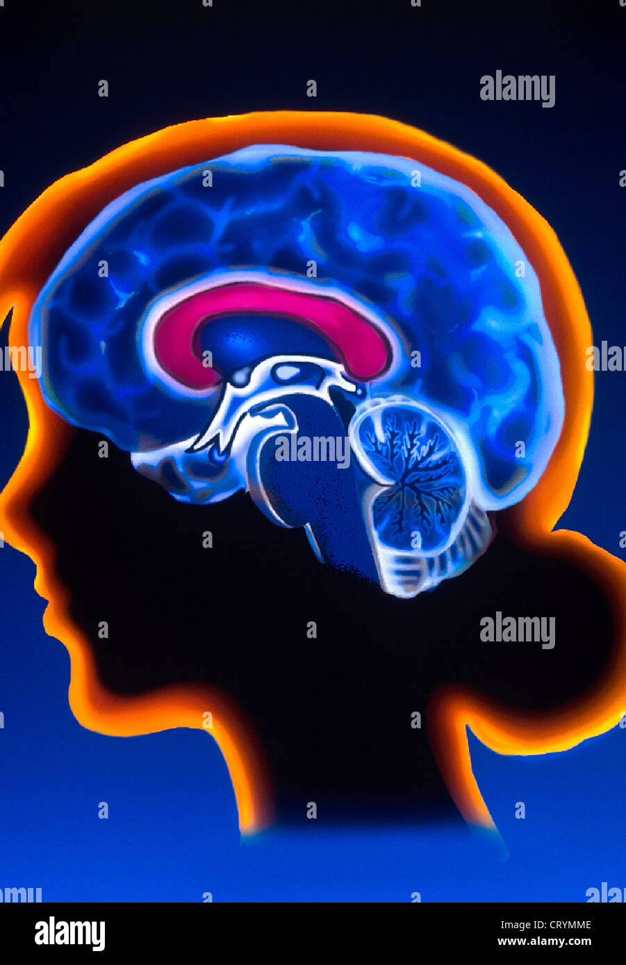 Corpus Callosum Hemispheres High Resolution Stock Photography and ...