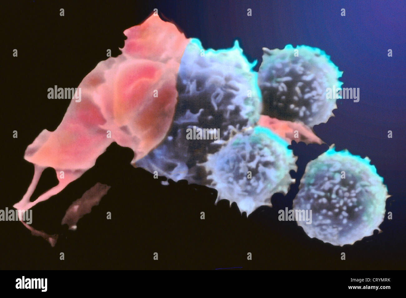 KILLER LYMPHOCYTE, CANCER CELL Stock Photo - Alamy