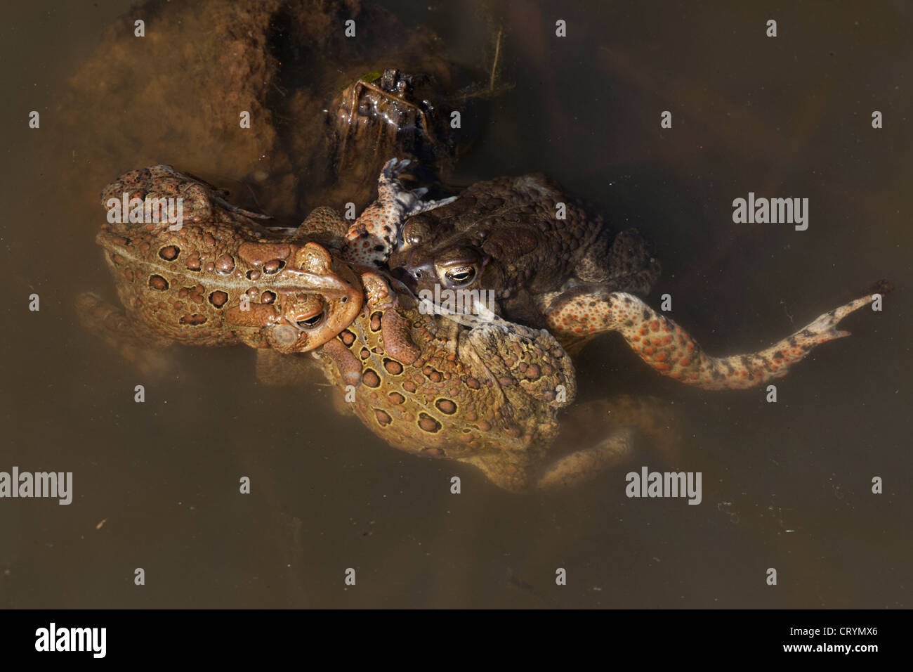 American toad , Bufo americanus , New York , toad ball, males ...