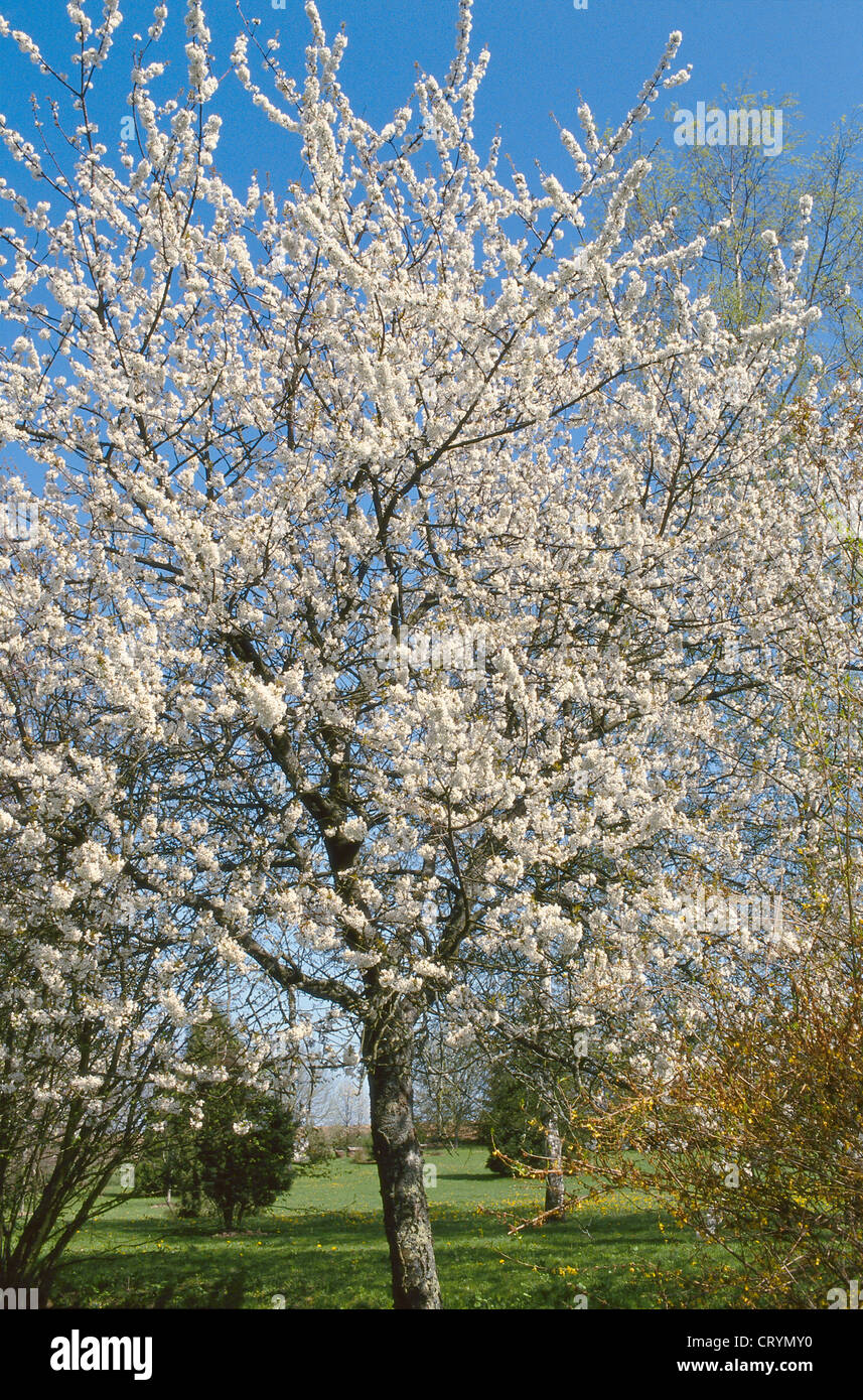 TREE IN SPRINGTIME Stock Photo - Alamy