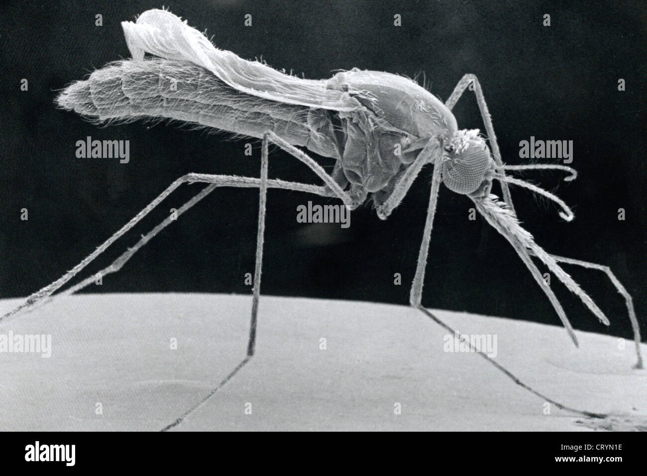 Anopheles Mosquito Micrograph High Resolution Stock Photography and ...