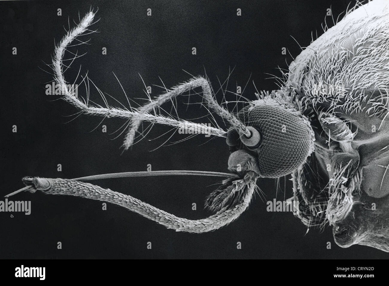 Scanning electron micrograph mosquito hi-res stock photography and ...