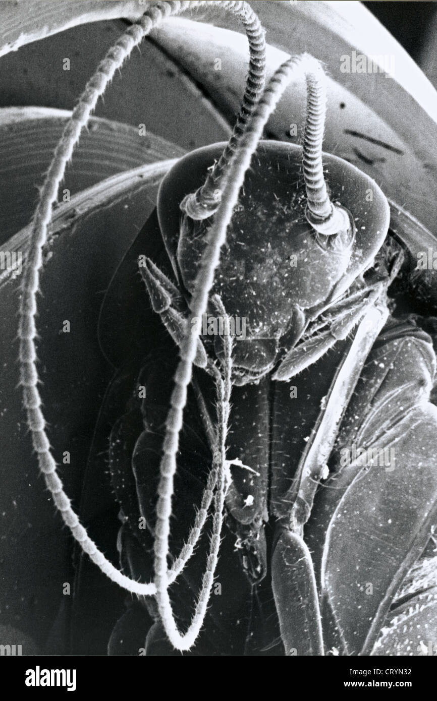 Insect antenna sem hi-res stock photography and images - Alamy