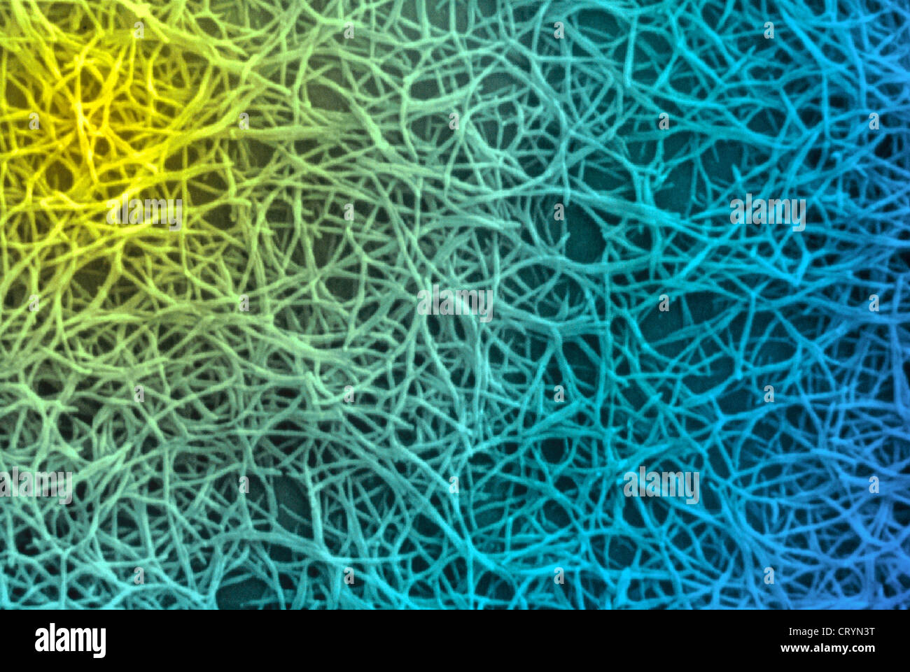 Fusobacterium hi-res stock photography and images - Alamy