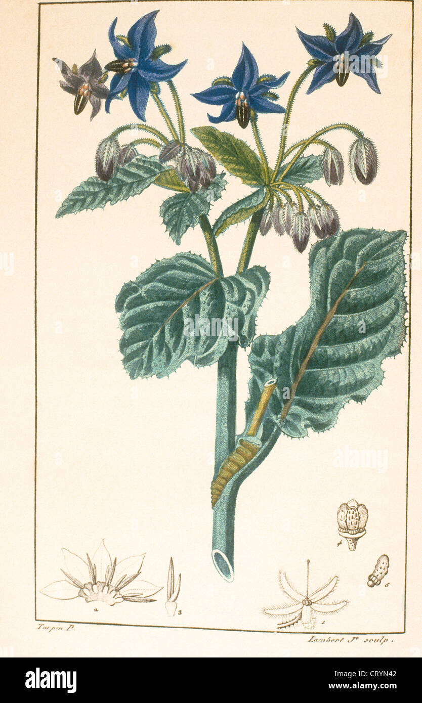 Borago officinalis illustration hi-res stock photography and images - Alamy