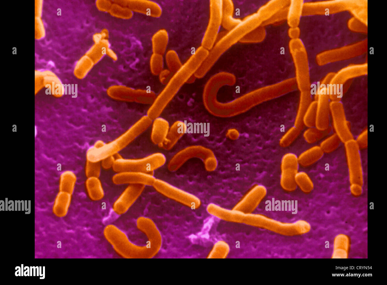 Lactobacillus bacteria sem hi-res stock photography and images - Alamy