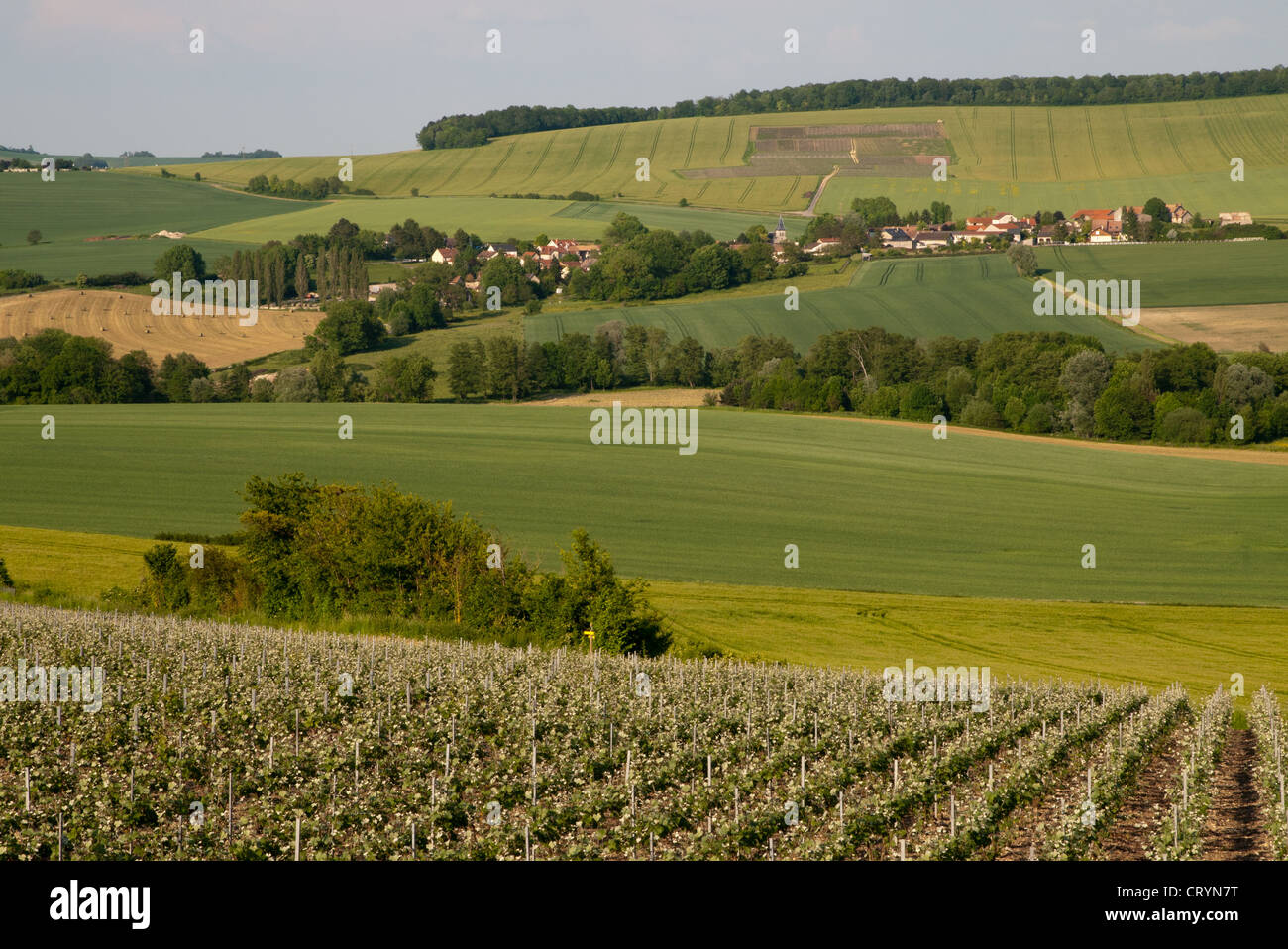 Champagne landscape with vineyards overlooking valley with Bligny in ...