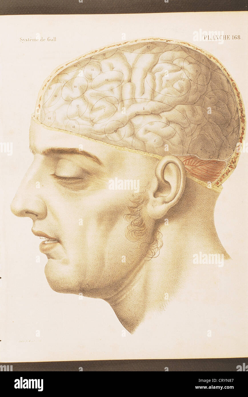 Brain drawing historical hi-res stock photography and images - Alamy