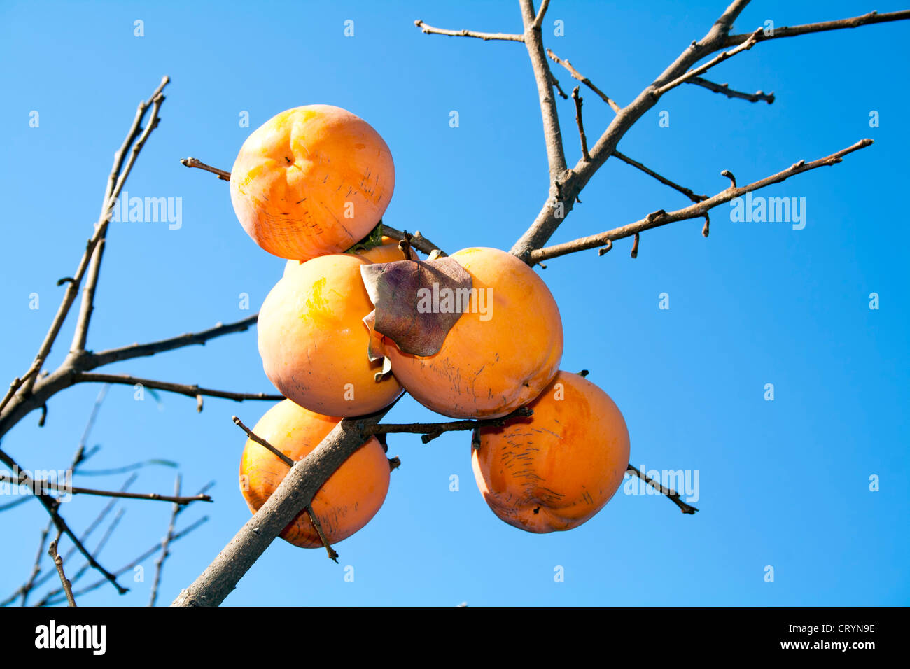Japanese persimmons diospyros kaki hi-res stock photography and images ...