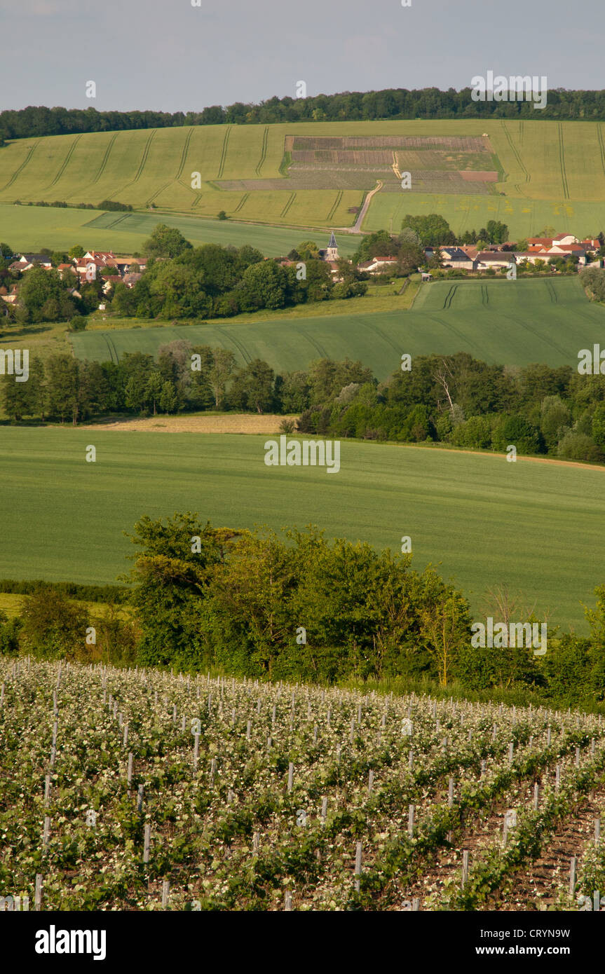 Champagne landscape with vineyard overlooking valley with Bligny in ...