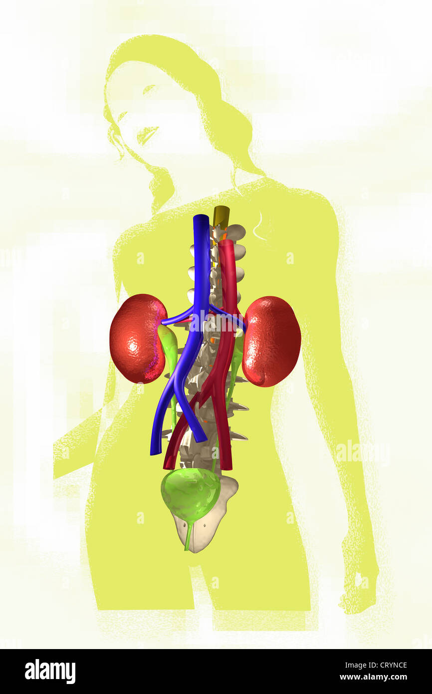 URINARY SYSTEM, DRAWING Stock Photo - Alamy