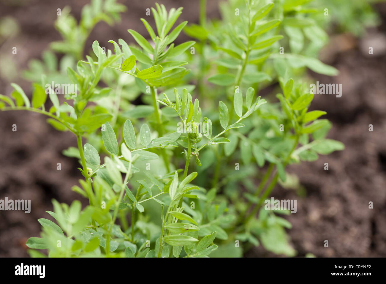 Lentils plant (Lens culinaris Stock Photo - Alamy