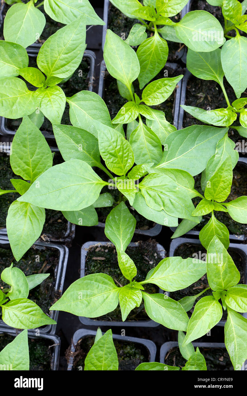 Small pots of home grown pepper plants in a greenhouse Stock Photo - Alamy