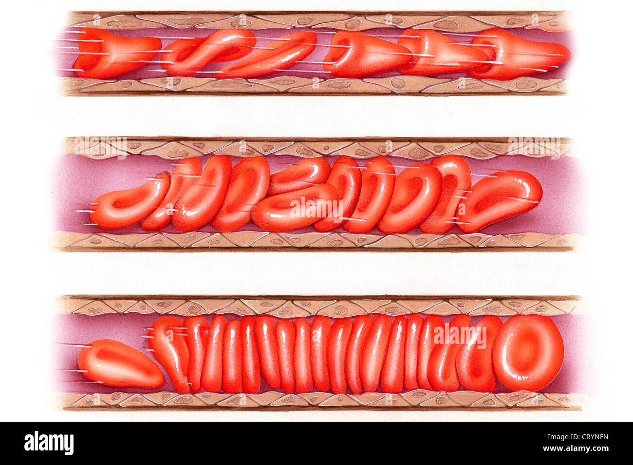 BLOOD CIRCULATION, ILLUSTRATION Stock Photo - Alamy