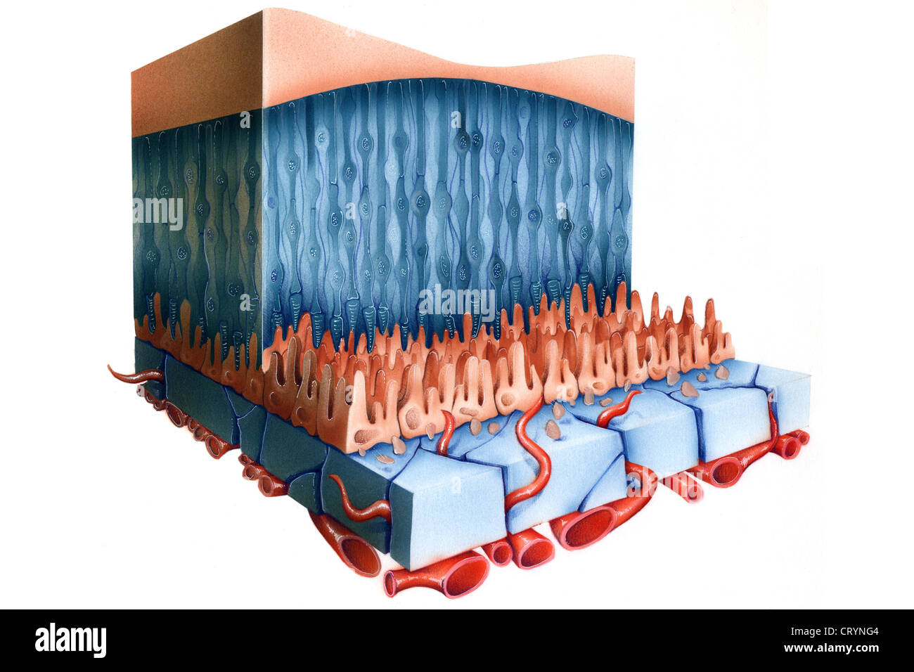 Retinal pigment epithelium hi-res stock photography and images - Alamy