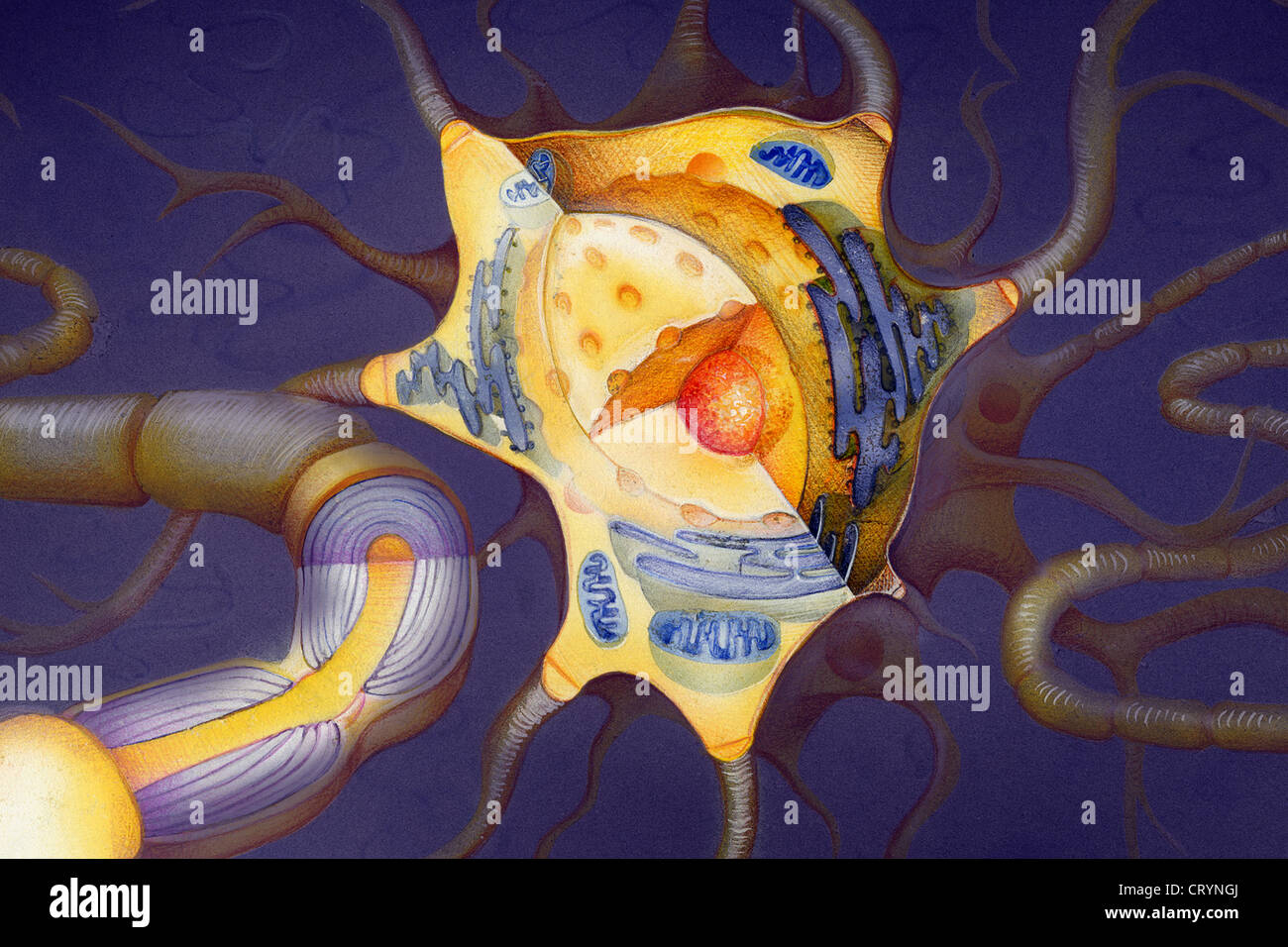 Neuronal cytoplasm hi-res stock photography and images - Alamy