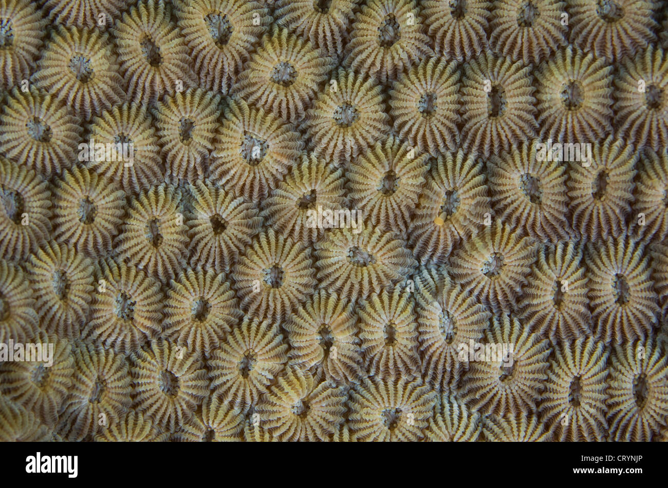 Coral Reef, Okinawa, Japan Stock Photo - Alamy
