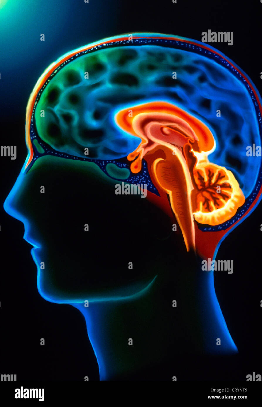 Corpus callosum hemispheres hi-res stock photography and images - Alamy