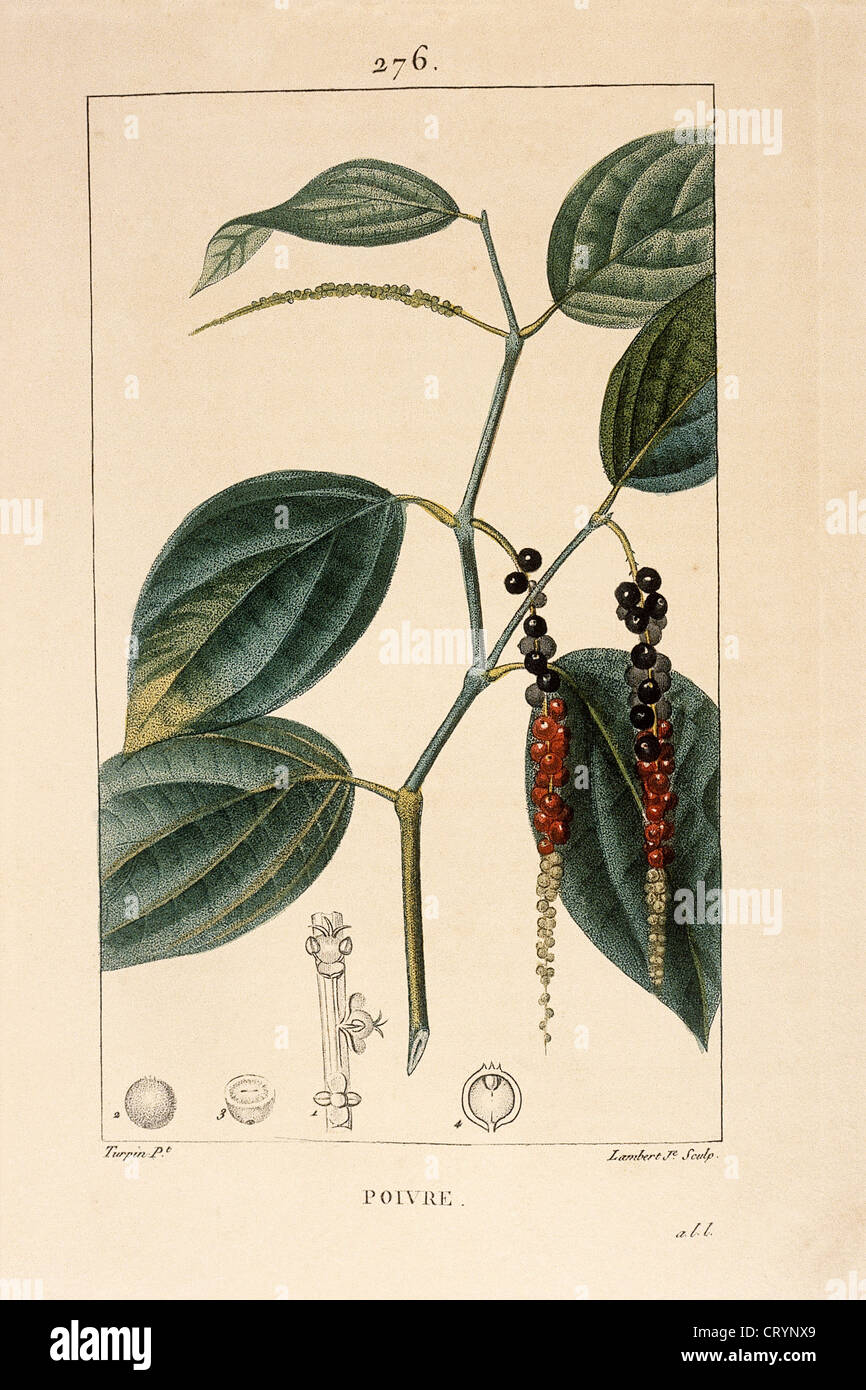 Cayenne pepper illustration hi-res stock photography and images - Alamy
