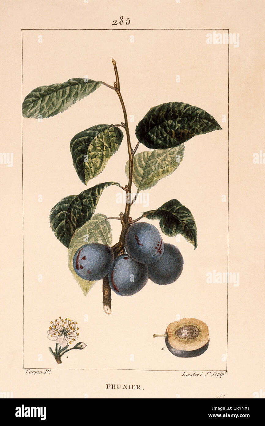 Plum drawing hi-res stock photography and images - Alamy