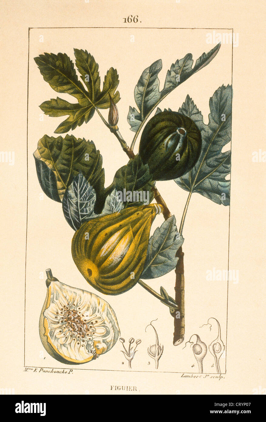 Fig tree art hi-res stock photography and images - Alamy