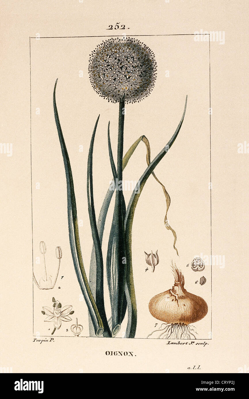Onion plant drawing hi-res stock photography and images - Alamy
