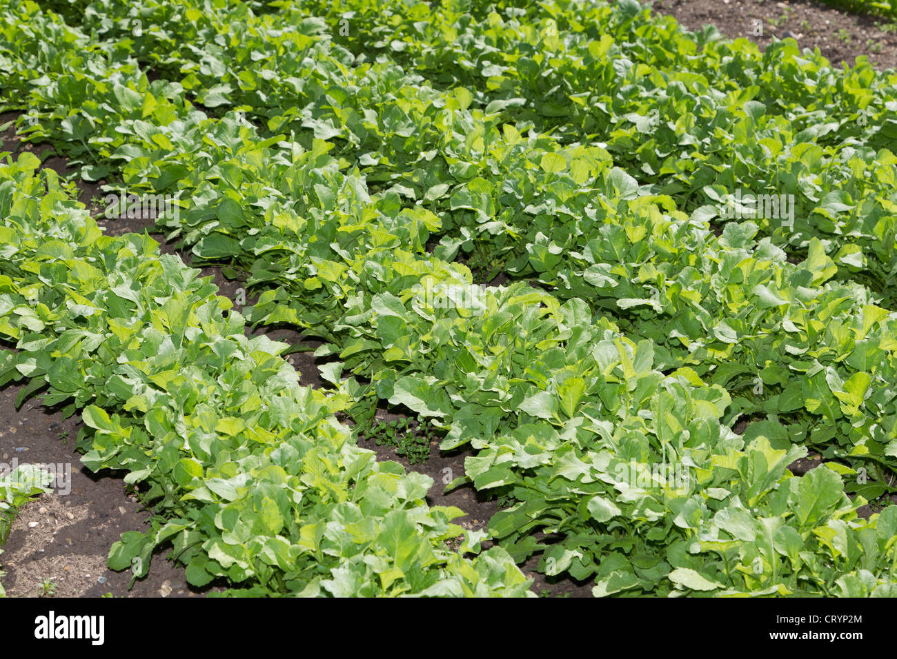 Fodder Radish green manure. Raphanus Sativus Stock Photo - Alamy