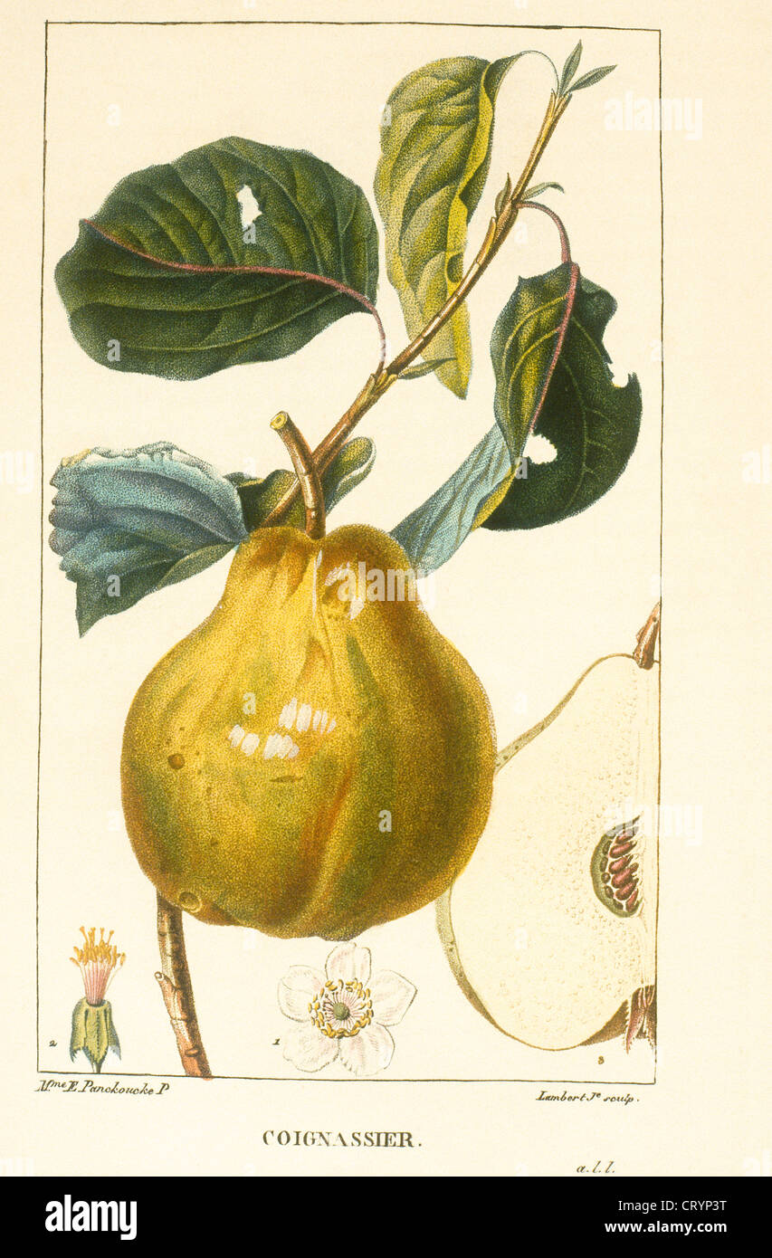 Cydonia sp hi-res stock photography and images - Alamy