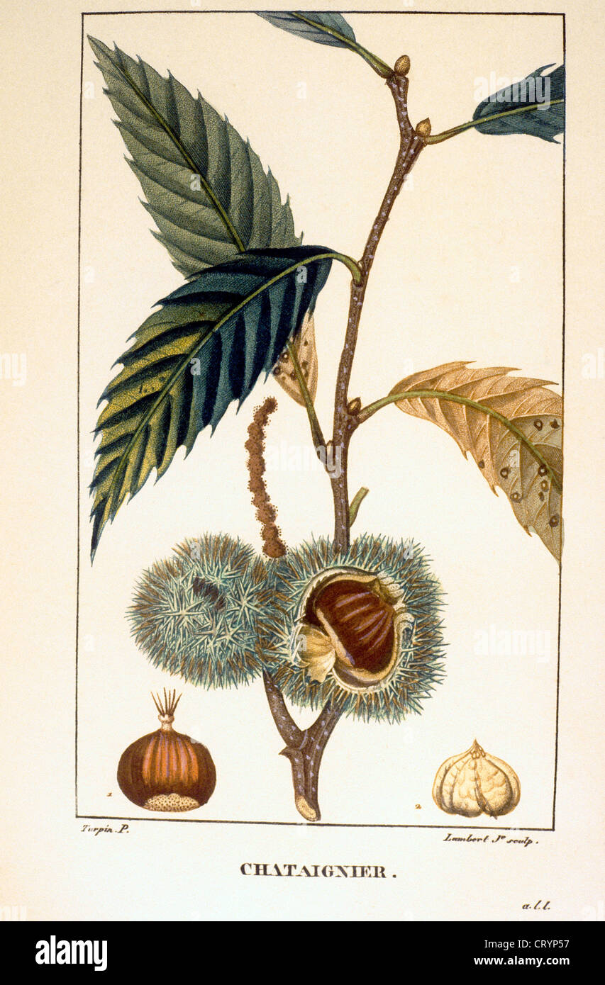 Chestnut drawing hi-res stock photography and images - Alamy