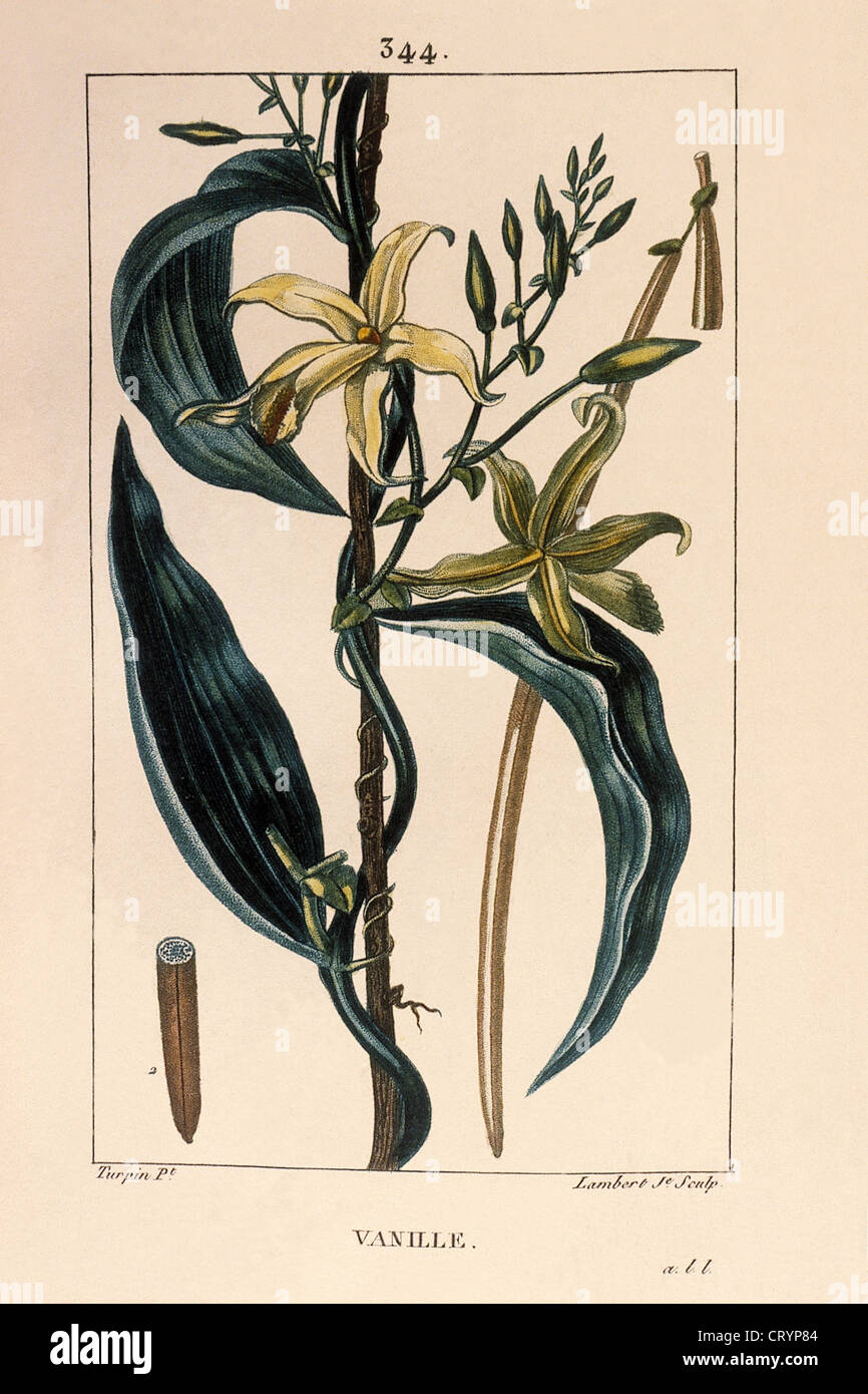 Vanilla plant illustration hi-res stock photography and images - Alamy