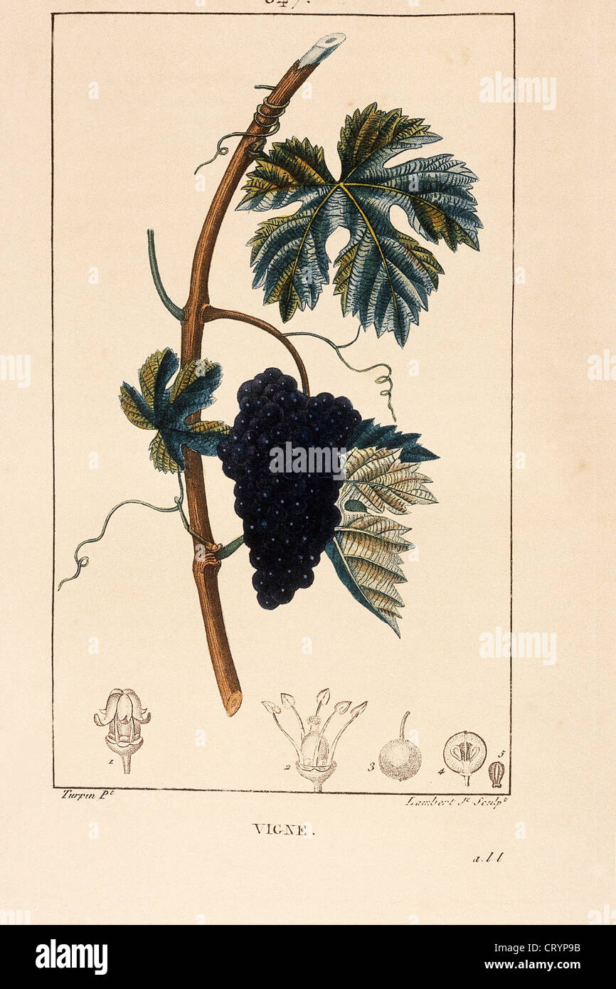 Vineyard drawing hi-res stock photography and images - Alamy