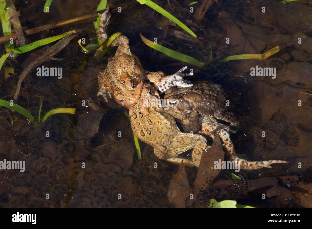 American toad , Bufo americanus , New York , toad ball, males ...