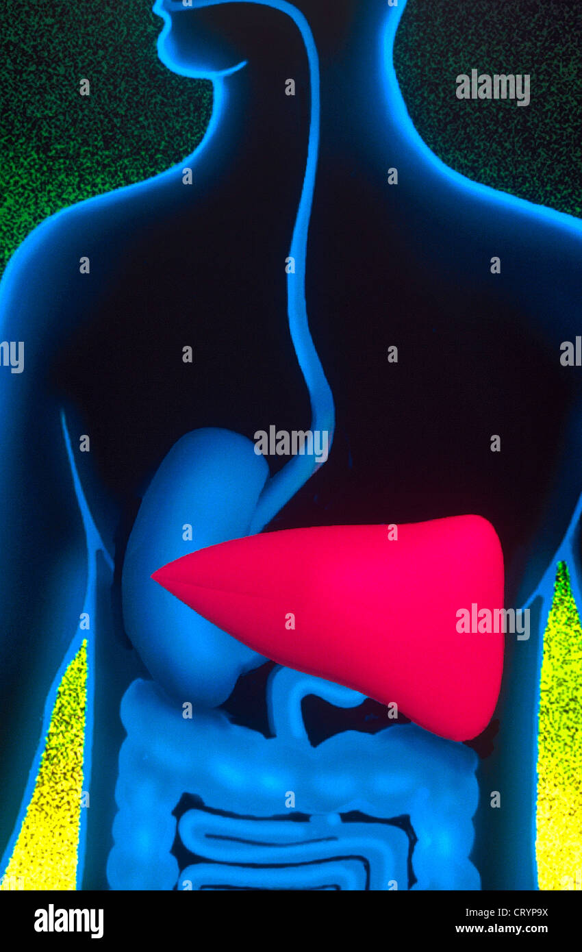 Hepatic toxicity hi-res stock photography and images - Alamy