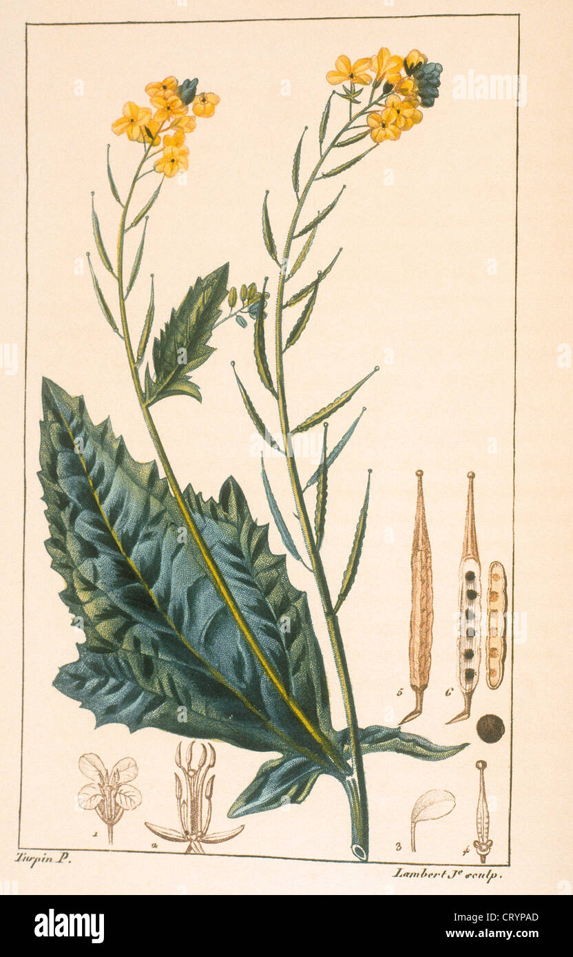 Mustard plant drawing hi-res stock photography and images - Alamy