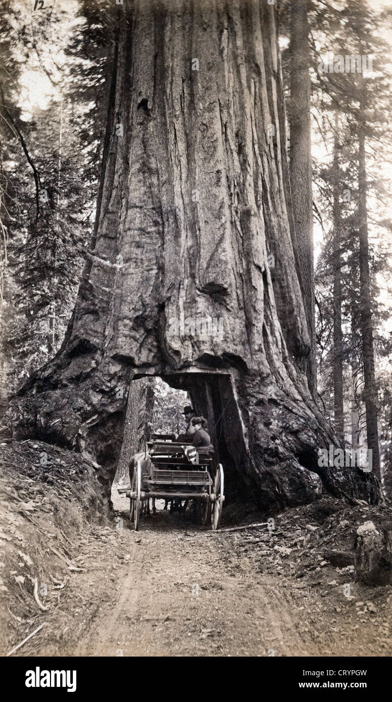 The wawona tree hi-res stock photography and images - Alamy